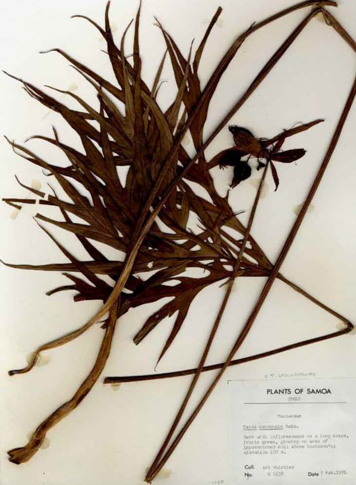 The Flora of Samoa Home